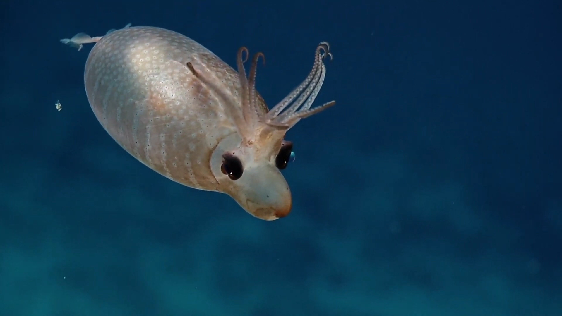 FARK.com: (12930888) Photoshop this adorable piglet squid