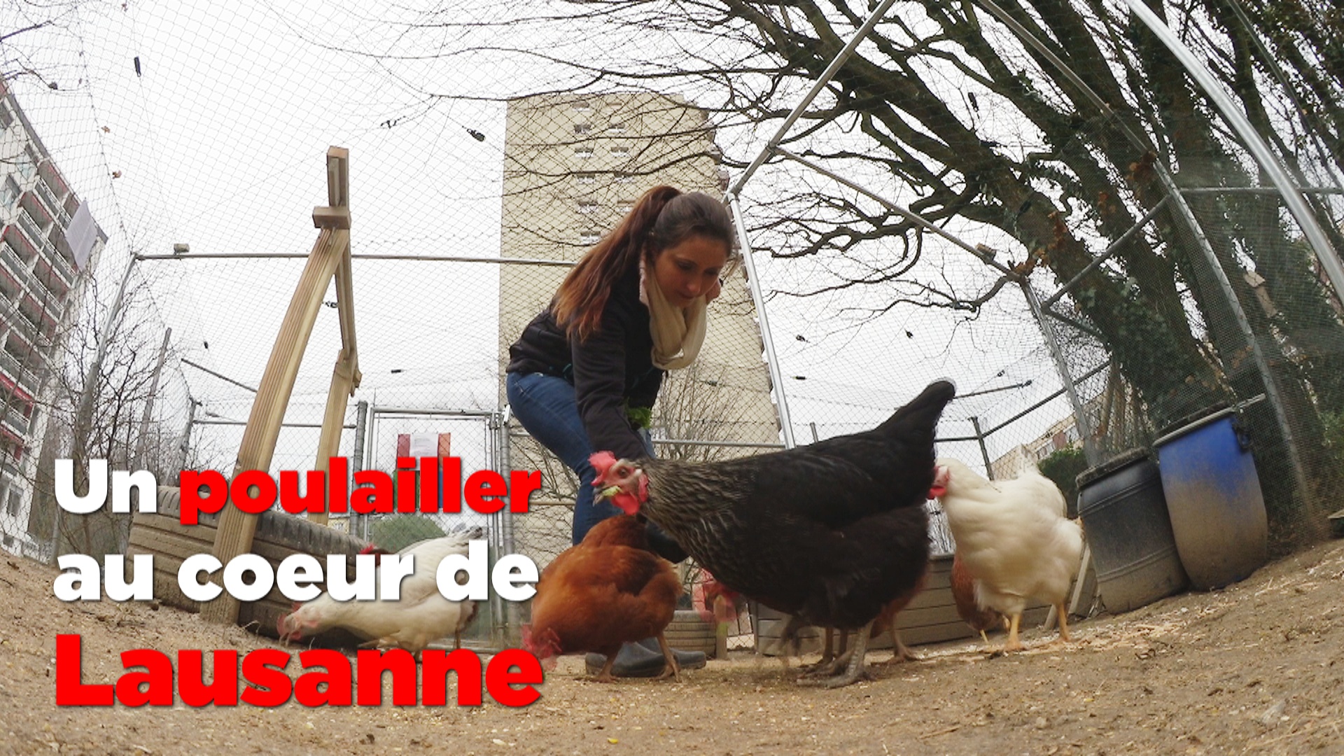 [VIDÉO] Quand les poules font glousser les citadins de bonheur | 24 heures