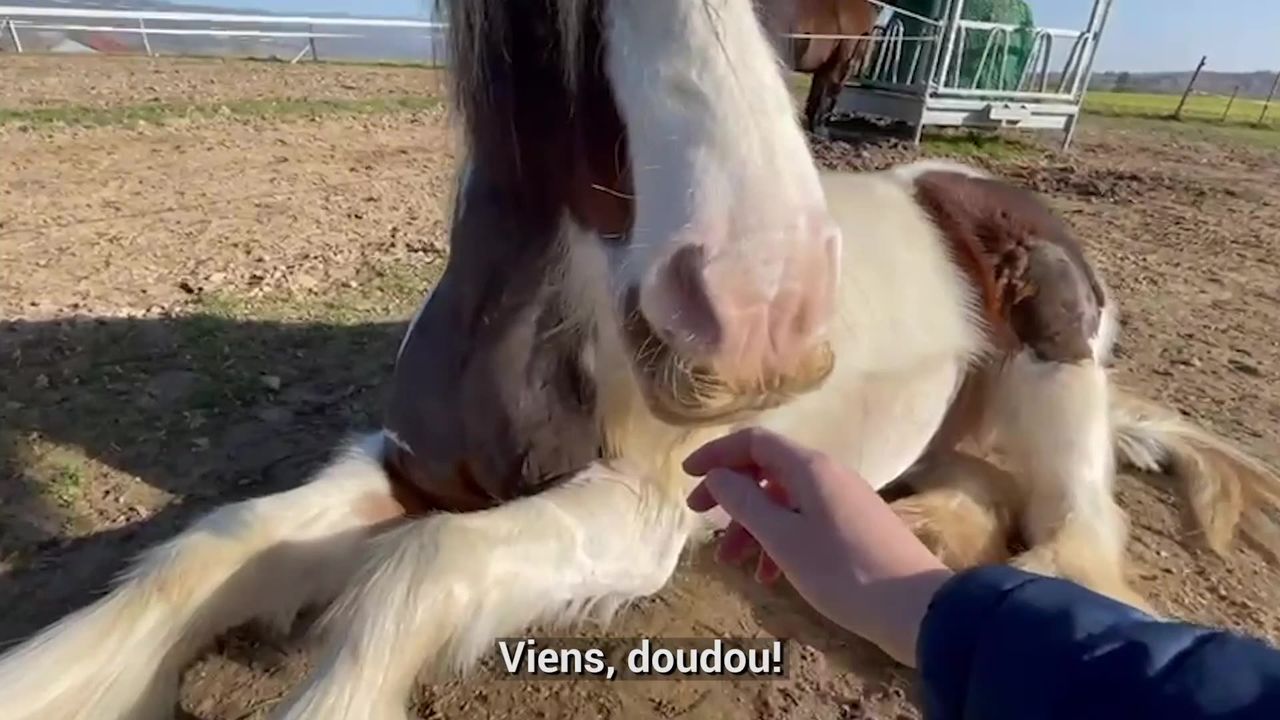 Le poil de la bête - A Mollens, Dakotha porte fièrement la moustache